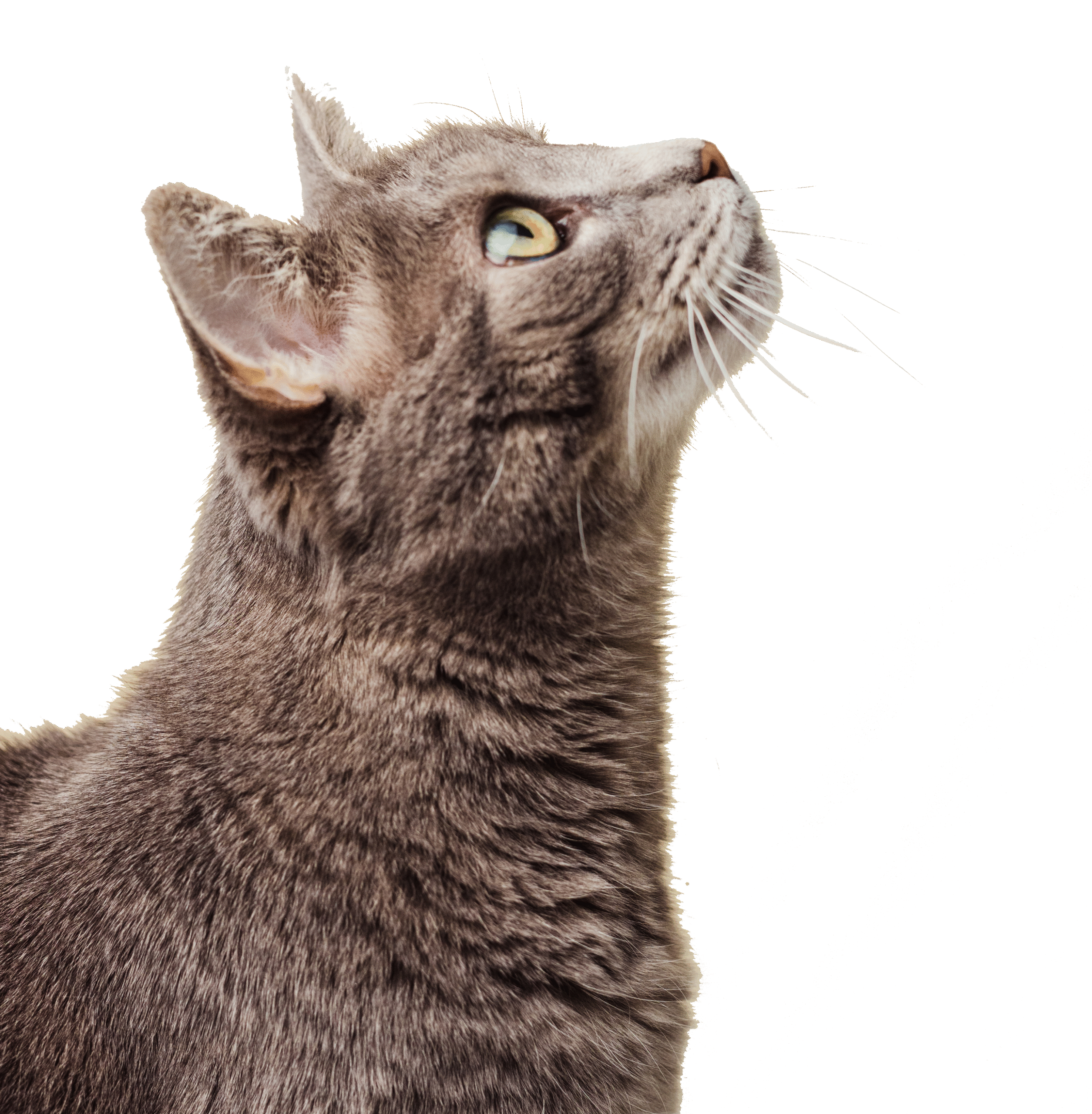 Downtown Knoxville Veterinary | Modern Medicine & Heartfelt Care
